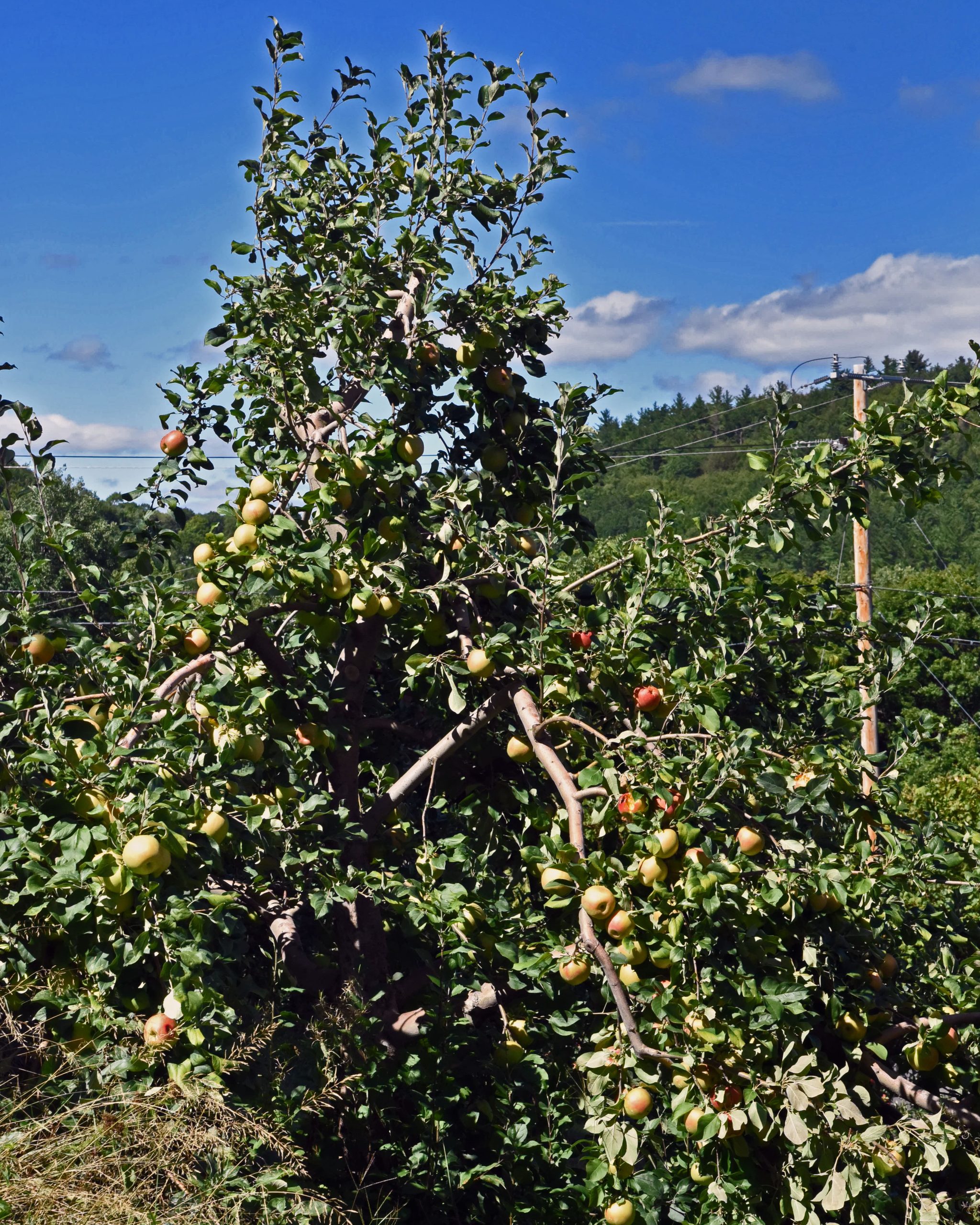 Local Highlight: Scott Orchard – Old Creamery Co-op