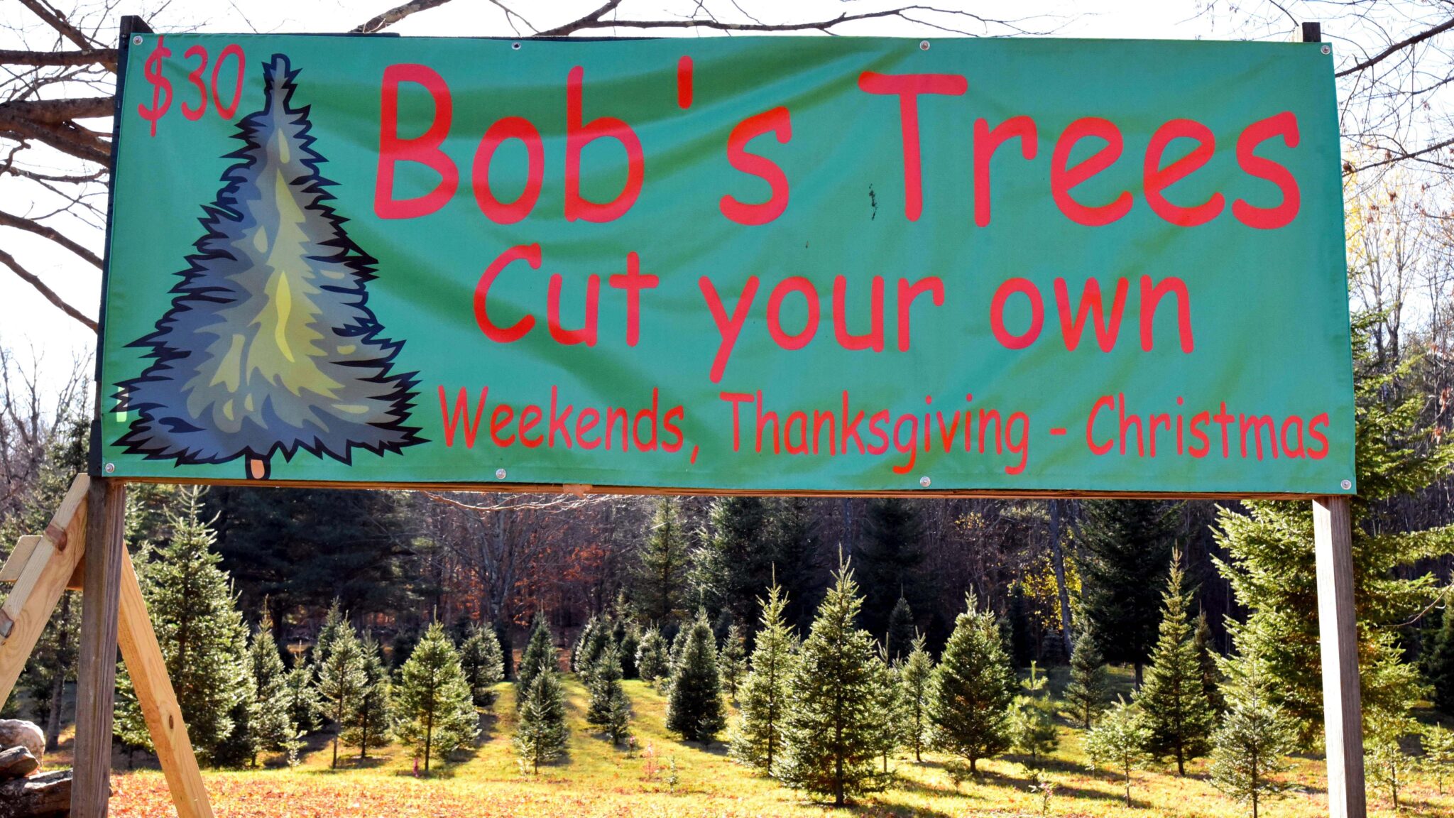 Local Highlight: Bob’s Trees – Old Creamery Co-op